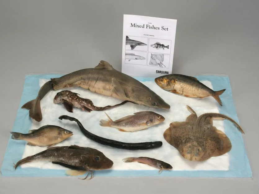 Preserved Mixed Fish Set - Aquatic Equipment & Design Inc.